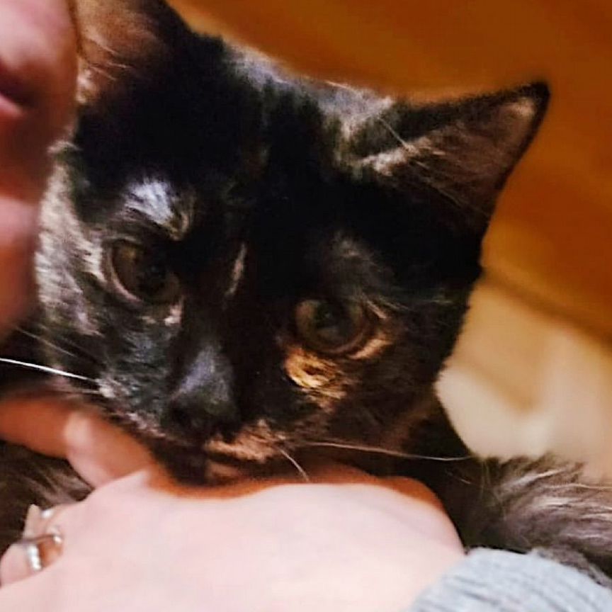 Котёнок черепашка девочка забытая в приюте