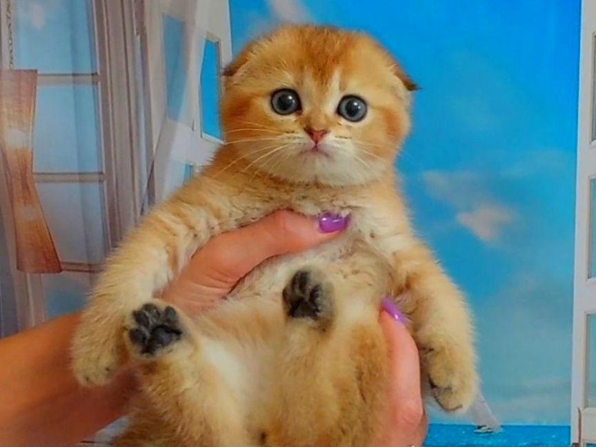 Шотландский котенок (девочка)