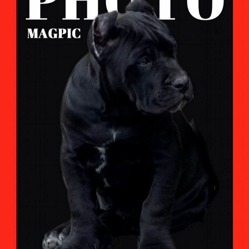 Щенки Кане Корсо РКФ