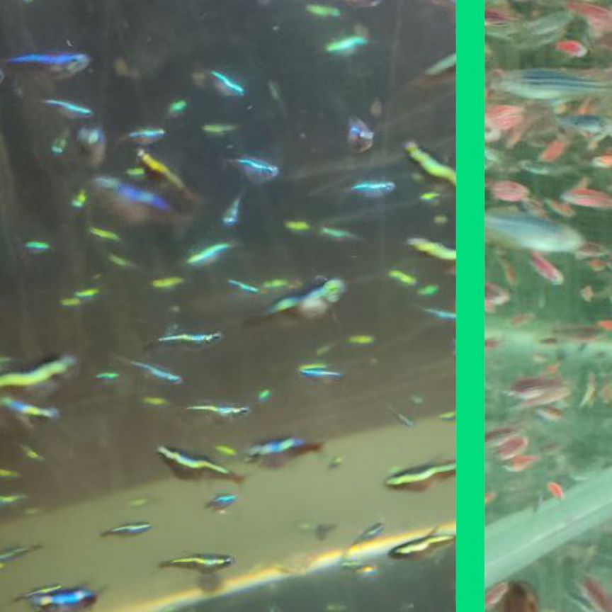 Аквариумные рыбки