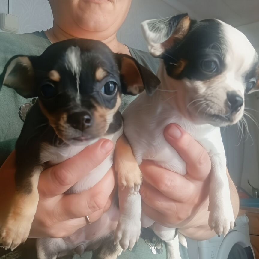 Чихуахуа, щенок