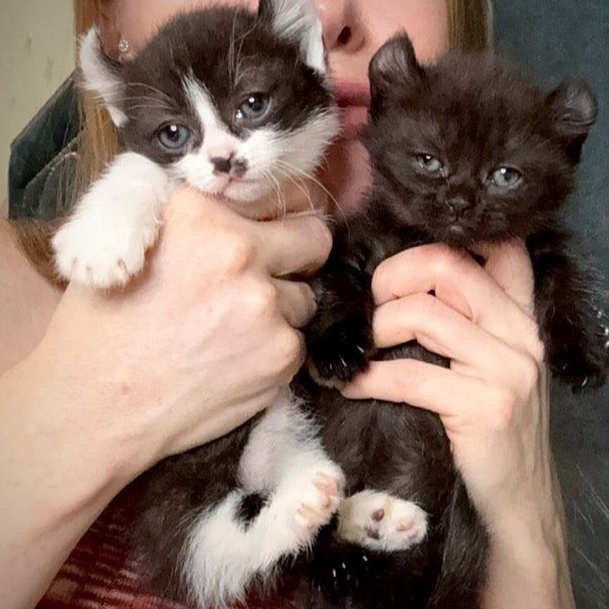 Котята кинкалоу манчкин девочки