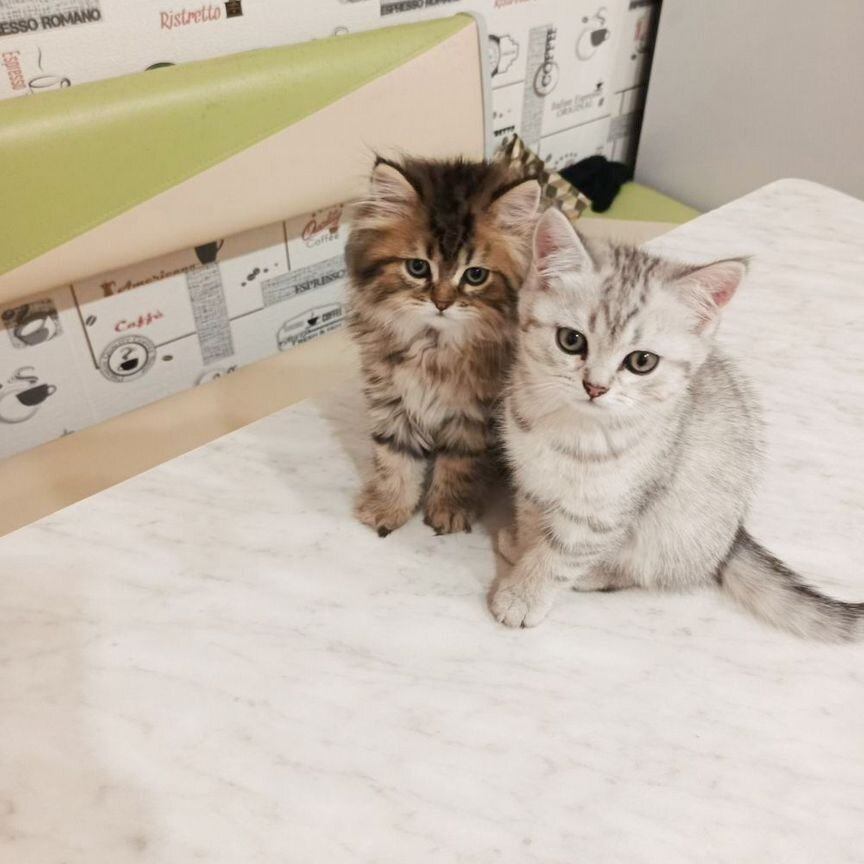 Британские котята