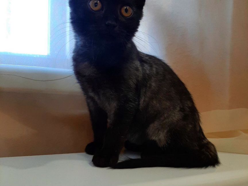 Котенок с необычным окрасом