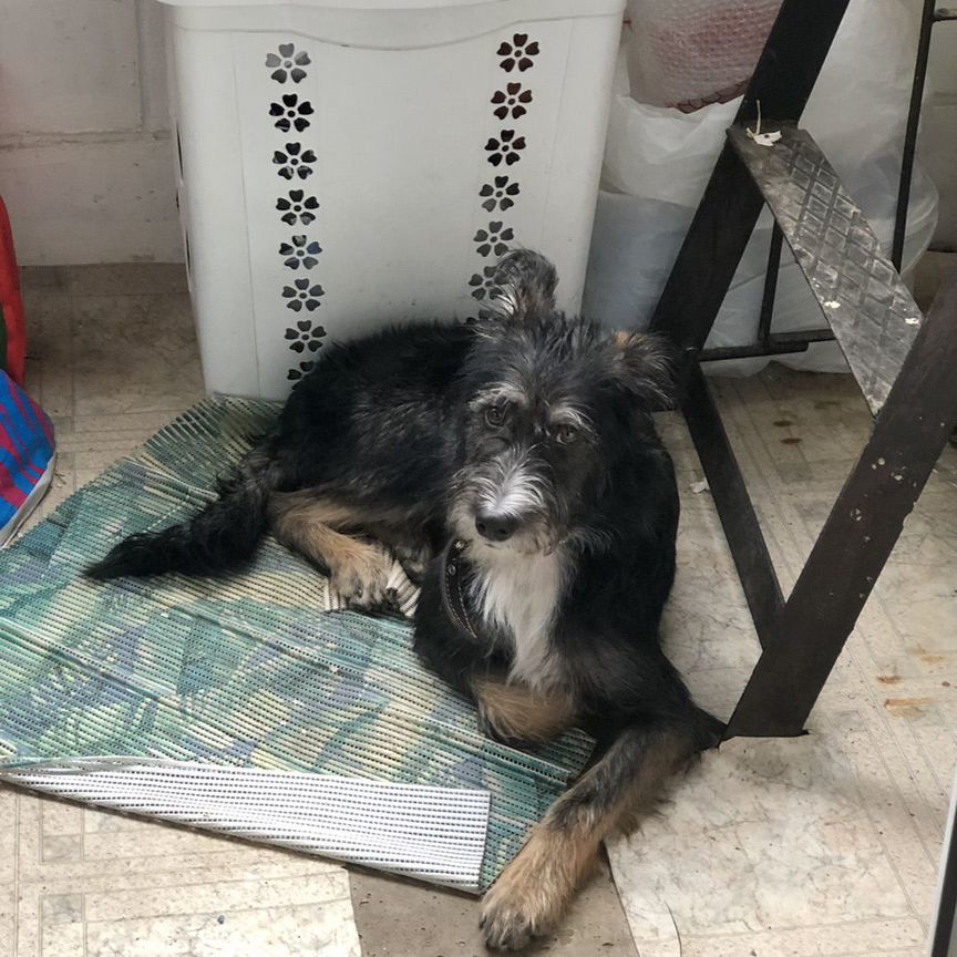 Отдам бесплатно