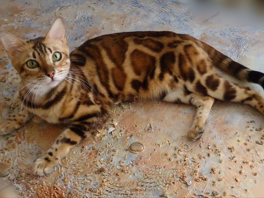Бенгальская Королева