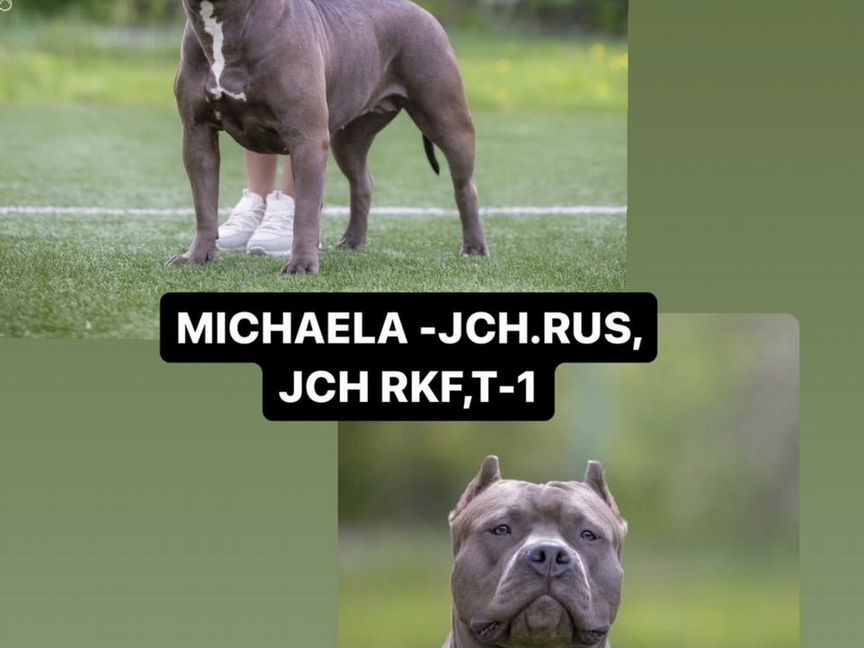 Щенки американского булли XL