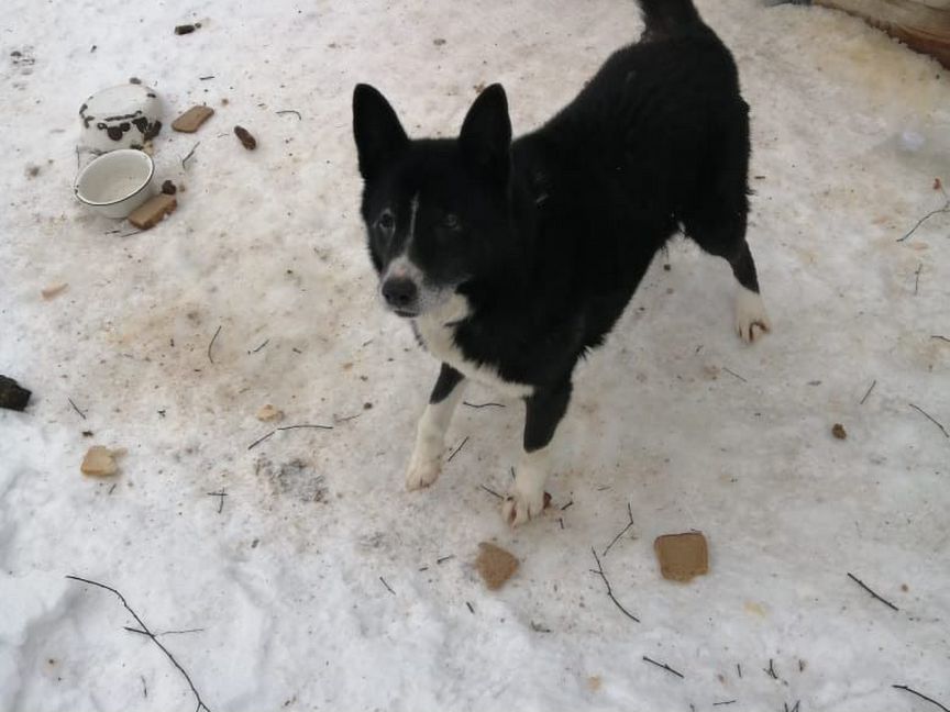 Лайка в беде в добрые руки