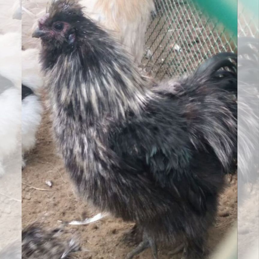 Петух китайский шелковый