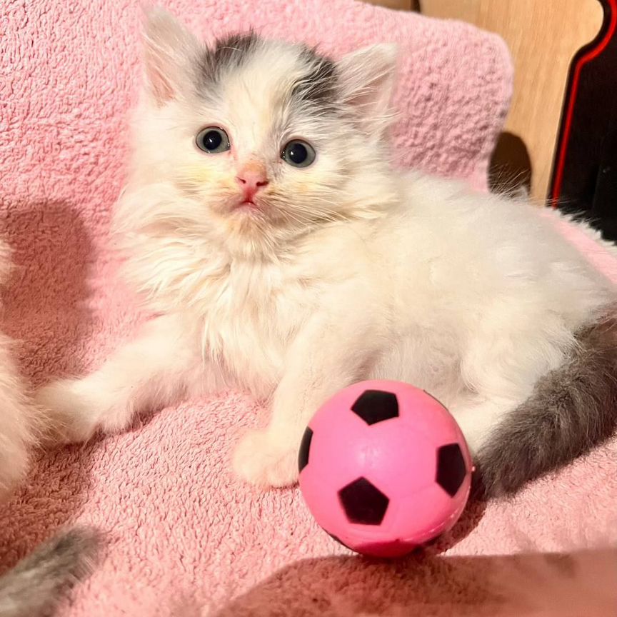 Котята в добрые руки