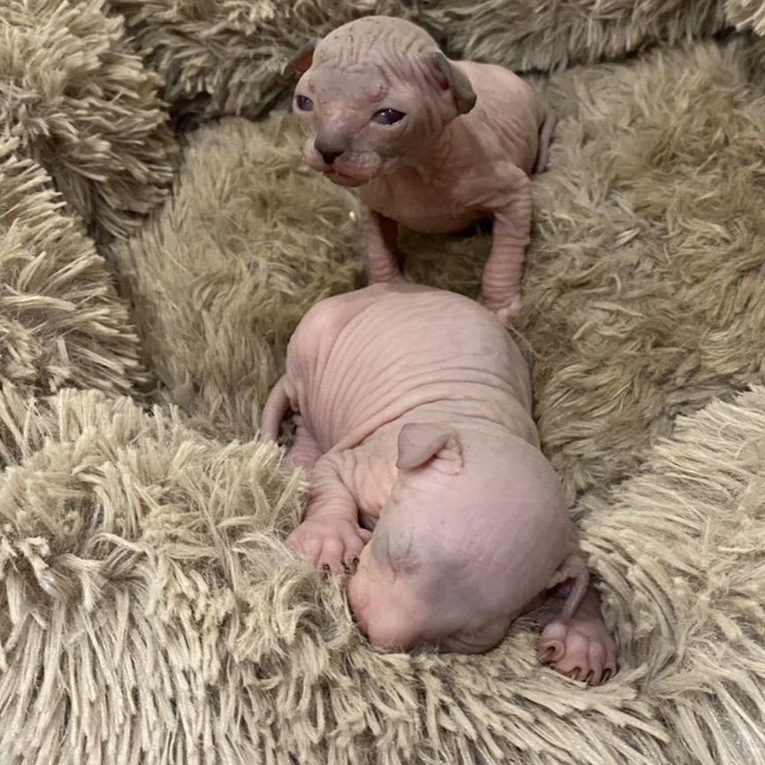 Канадский сфинкс котёнок