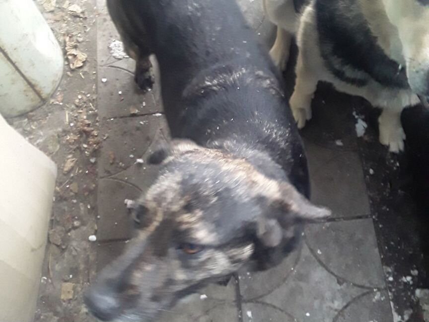 Отдам в добрые руки собаку