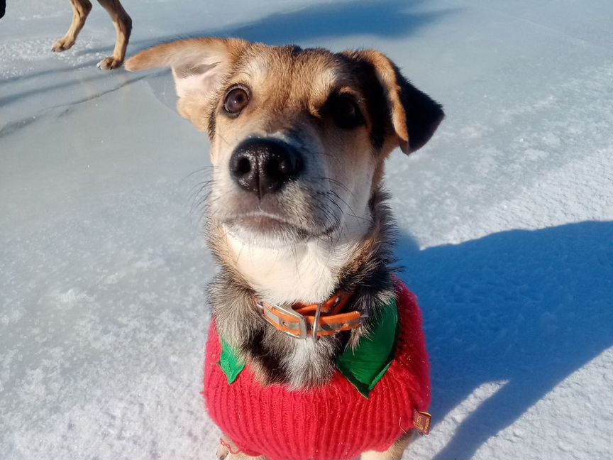 Воспитанный щенок, 3.5 мес