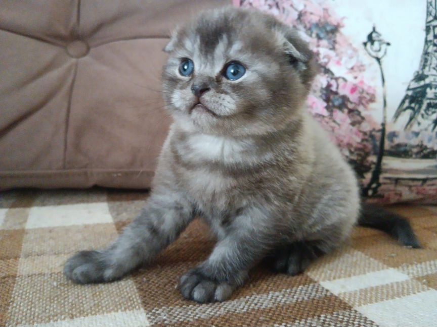 Шотландские вислоухие и прямоухие котята