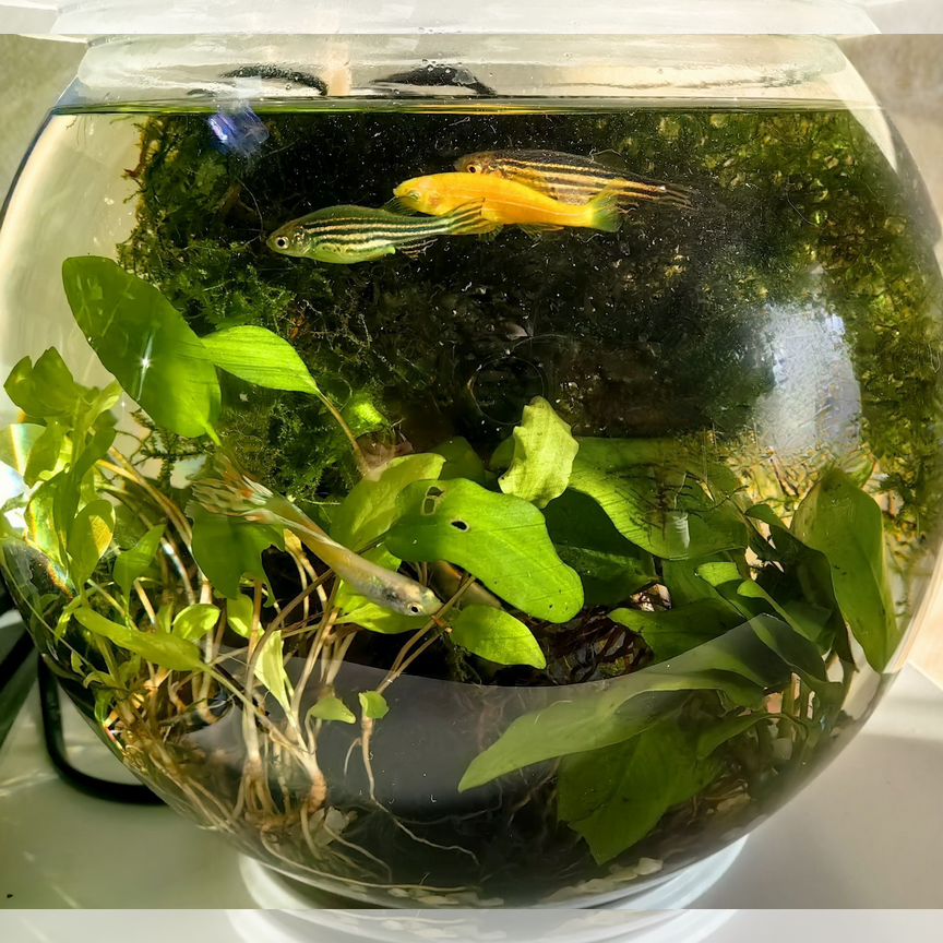 Рыбки и растения аквариумные