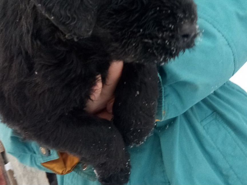 Русский черный терьер