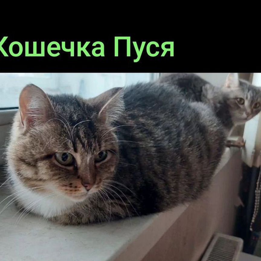 Кошечка Пуся