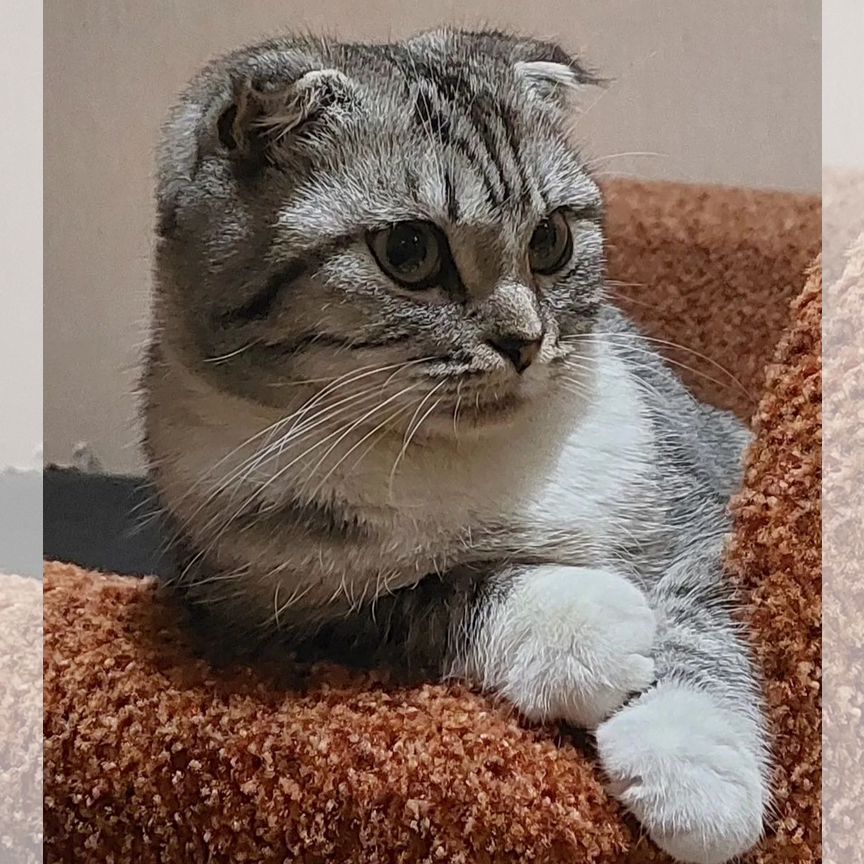 Шотландская вислоухая кошка