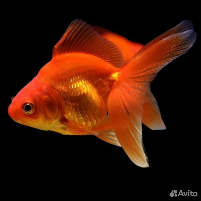 Риукин Красный (L) (арт 1922)