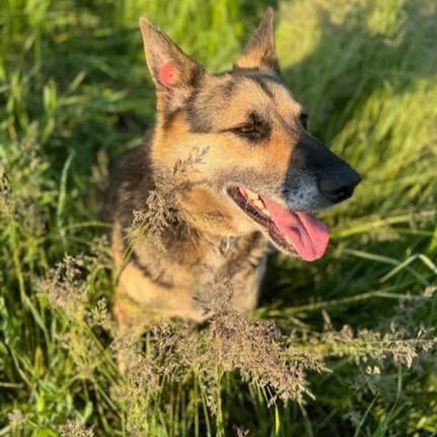 Собака стерильная Чара