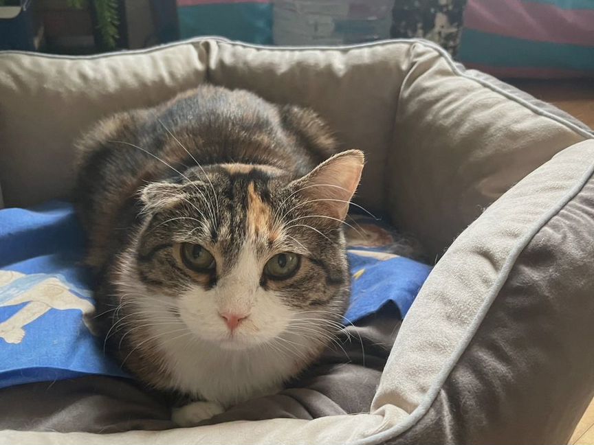 Спасите кошку