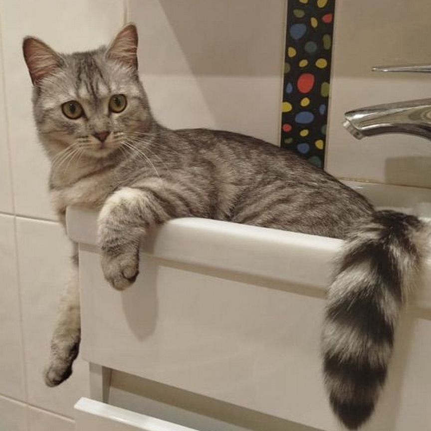 Сибирская, взрослая кошка