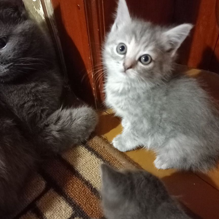 Отдам котят. Мама британская