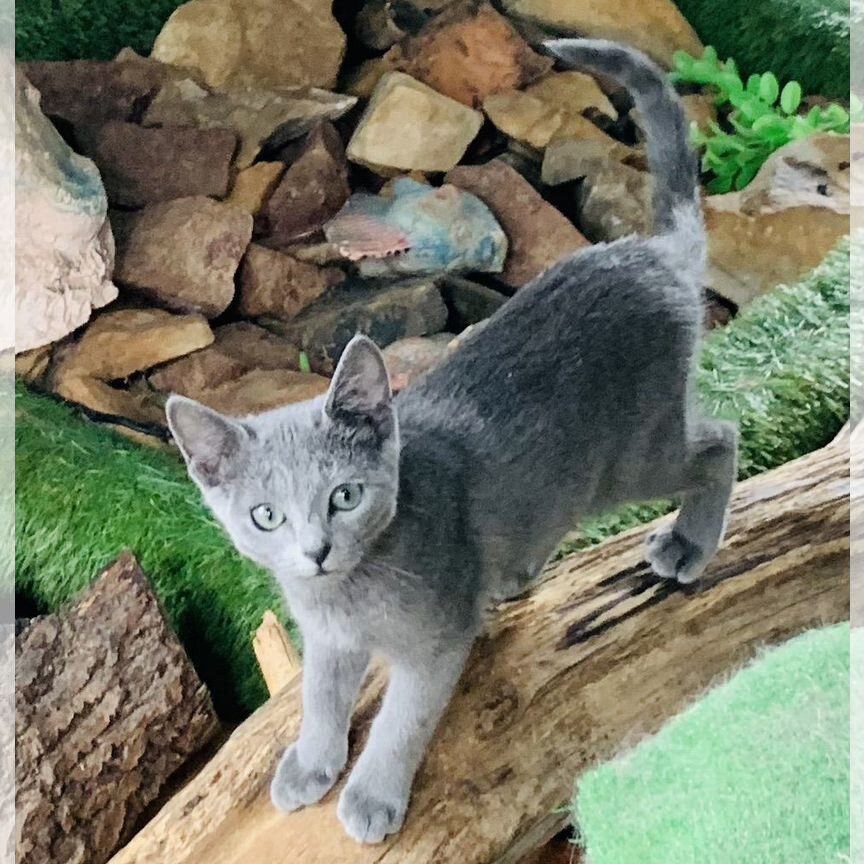 Котята русская голубая