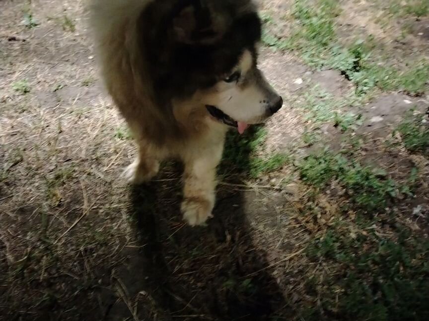 Аляскинский маламут