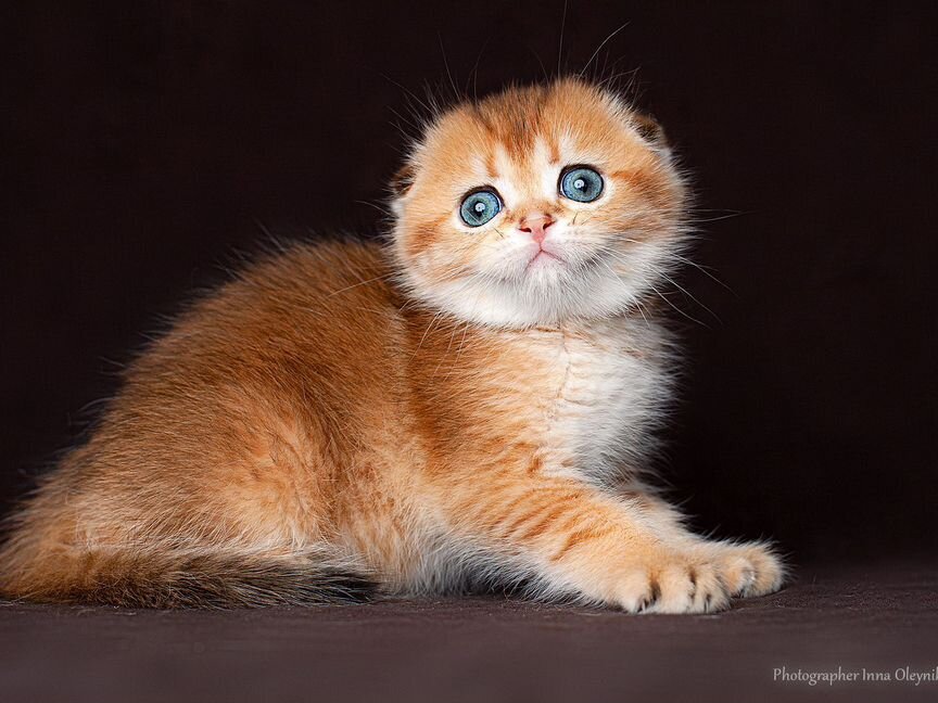 Шотландская вислоухая красотка