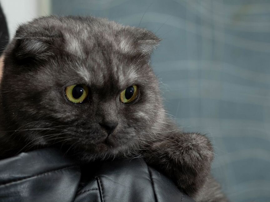 Шотландская вислоухая кошка Тучка в добрые руки