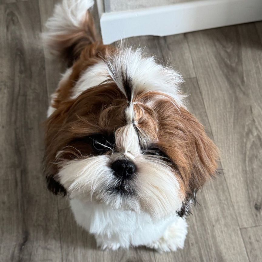 Ши-тцу, щенок