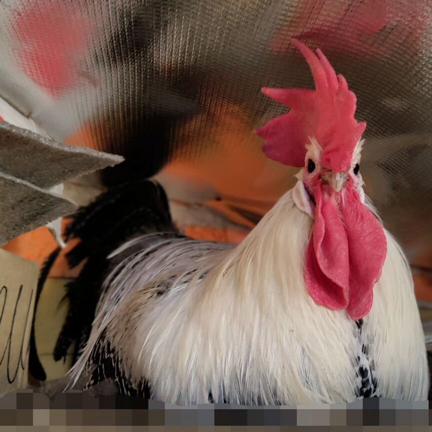 Инкубация цыплят для новичков