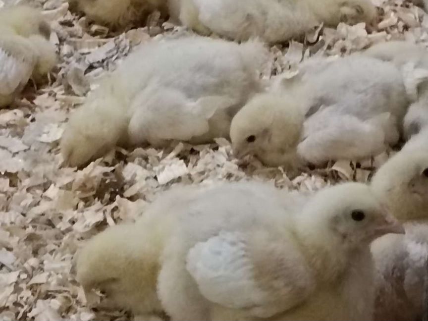 Бройлер, утята, гусята, индюшата, цыплята