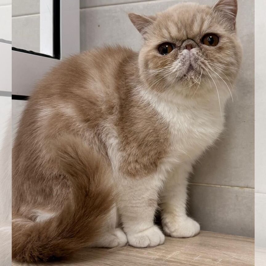 Экзотическая