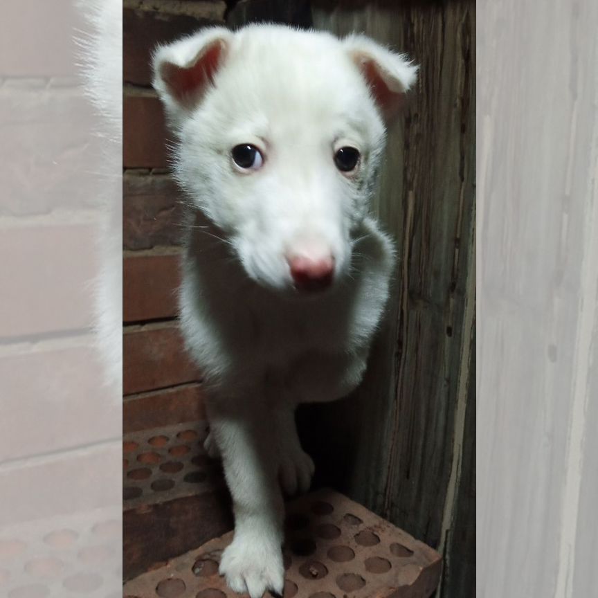 Лайка, щенок