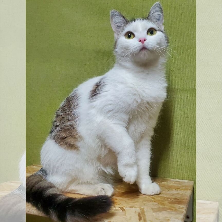 Миленькая кошечка