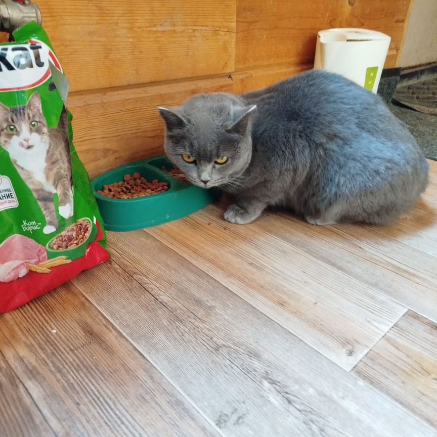 Кошка в добрые руки