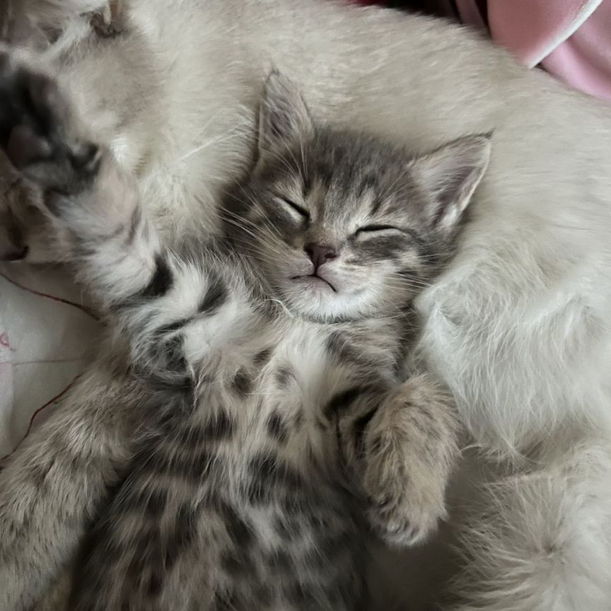Отдам котенка в добрые руки
