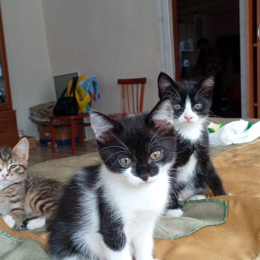 Отдаем в хорошие руки (котят)