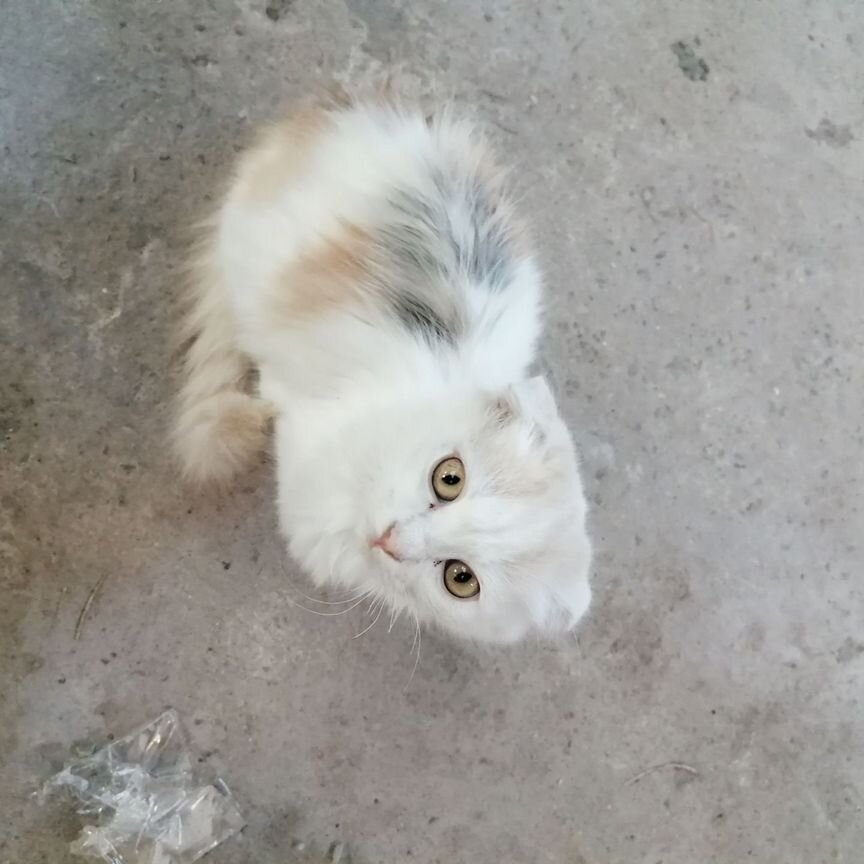 Котята в добрые руки бесплатно мальчик и девочка
