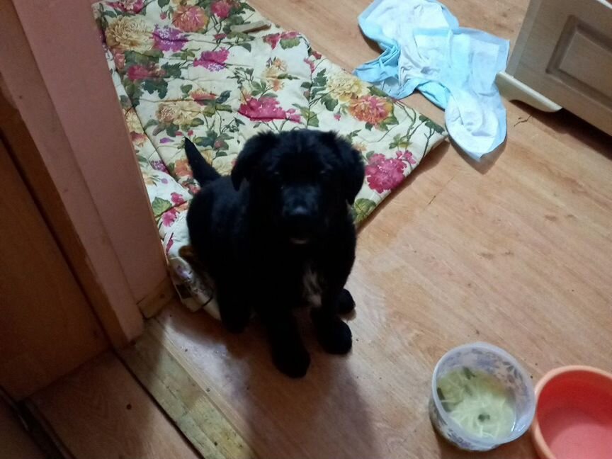 Собака в добрые руки щенок золотистый ретривер