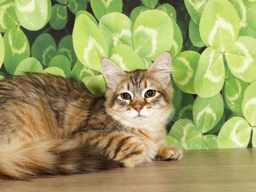 Золотые сибирские котята
