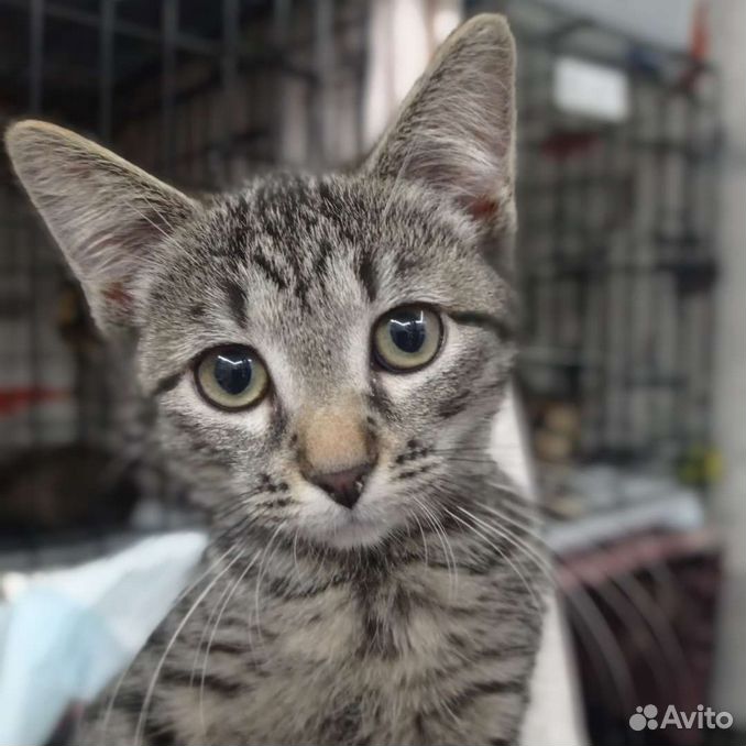 Котёнок Шпрота бесплатно