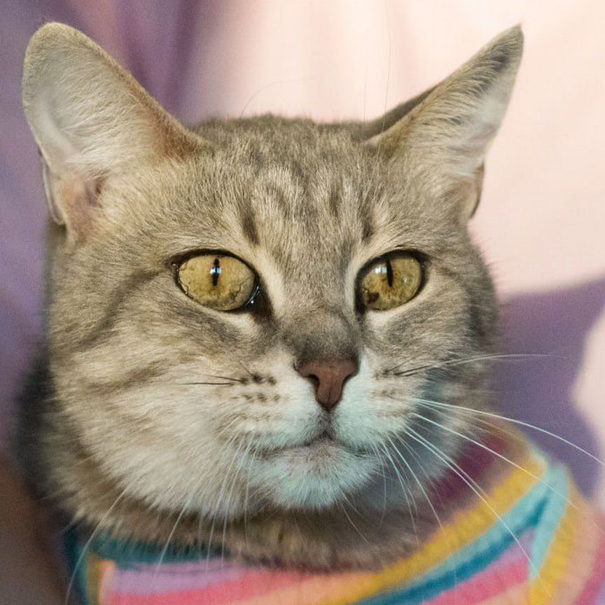 Кошка Селедка ищет дом
