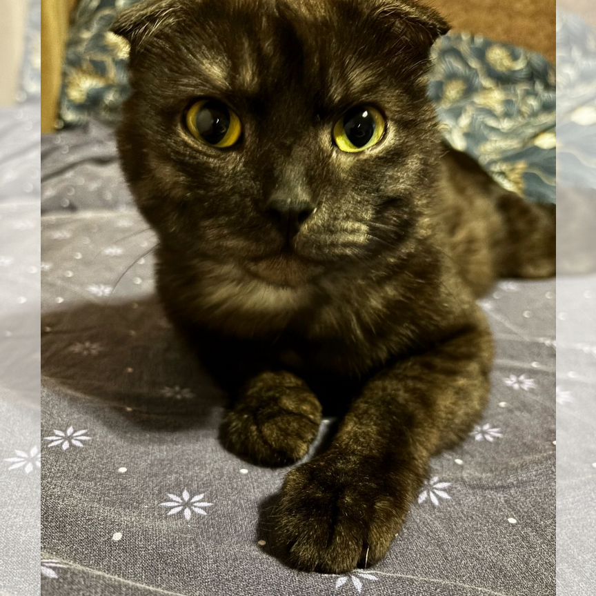 Британский короткошёрстный котёнок