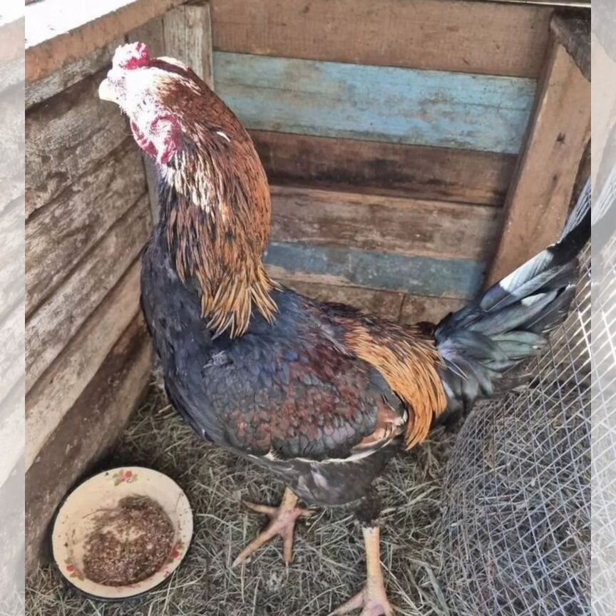 Бойцовые петухи бойцовские