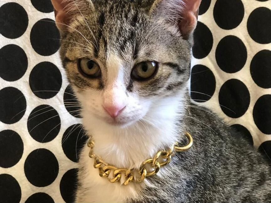 Котёнок Пенка из приюта