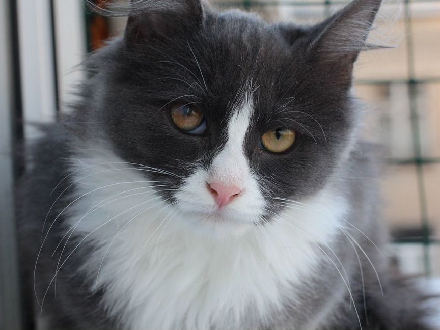 Котенок голубая с белым Стася 5 месяцев