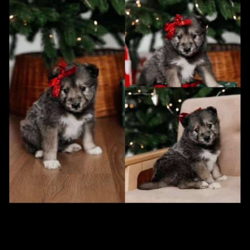 Щенки ищут дом 1.5 мес